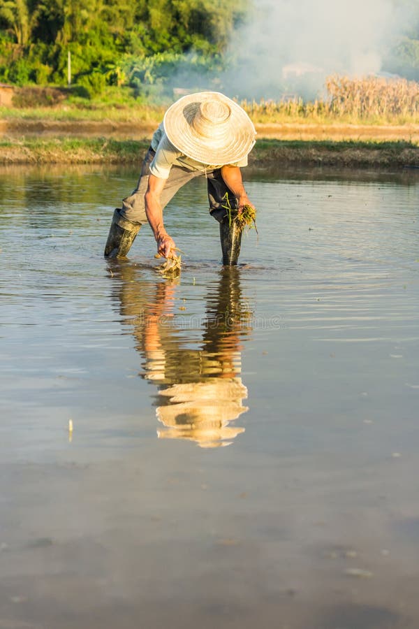 Worker editorial stock photo. Image of rice, climate - 41199283