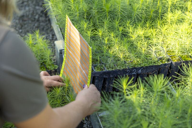 The Worker Measures the Growth of the Pine Tree Seedlings with a ...
