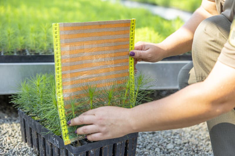The Worker Measures the Growth of the Pine Tree Seedlings with a ...
