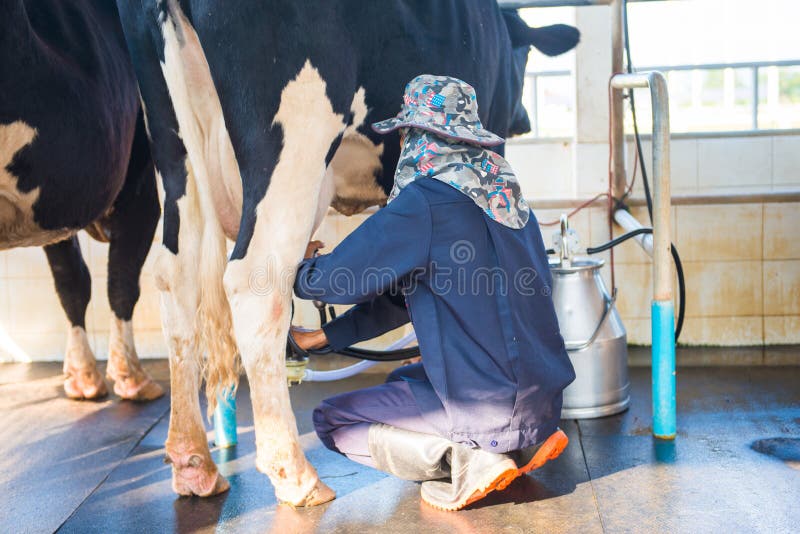 Worker is Milking Cow in Farm Stock Image - Image of cows, product ...