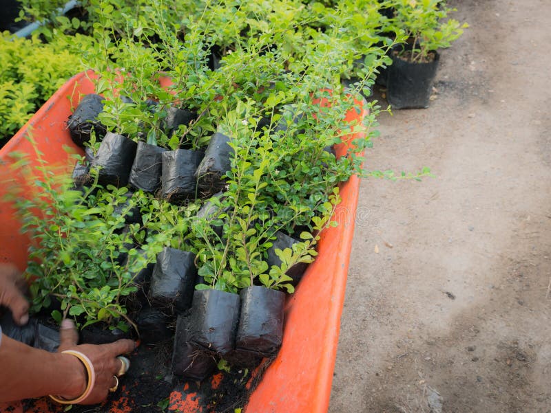 Worker Move the Tree To the Trolley Stock Image - Image of herbaceous ...