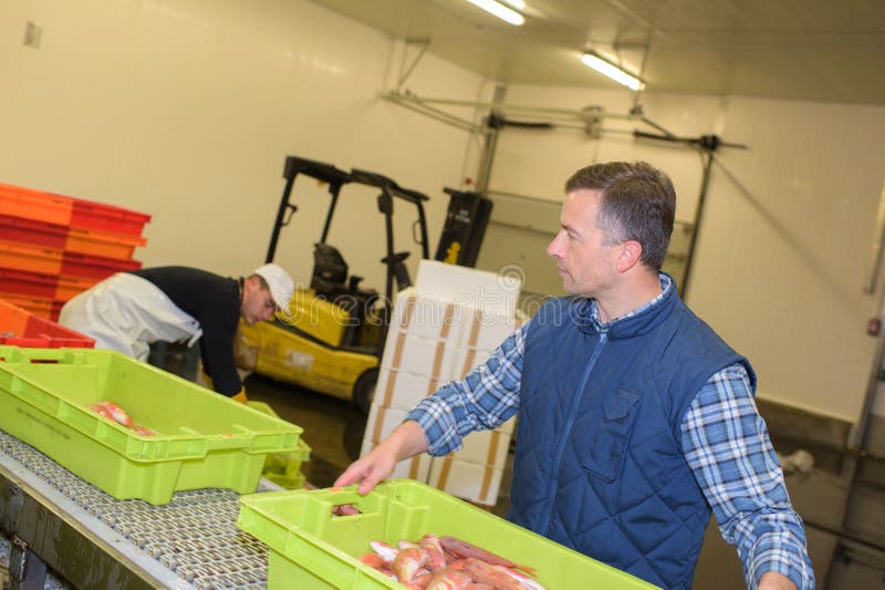 Worker Moving Plastic Crate Along Conveyor Stock Image - Image of ...
