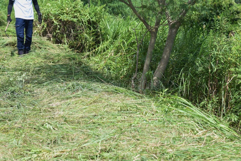 Mowing work stock image. Image of cutting, plant, roadside - 157797187