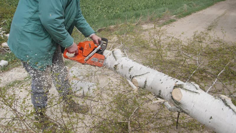 Chopping Down Birch Tree Logs Efficiently with a Chainsaw a Step into ...