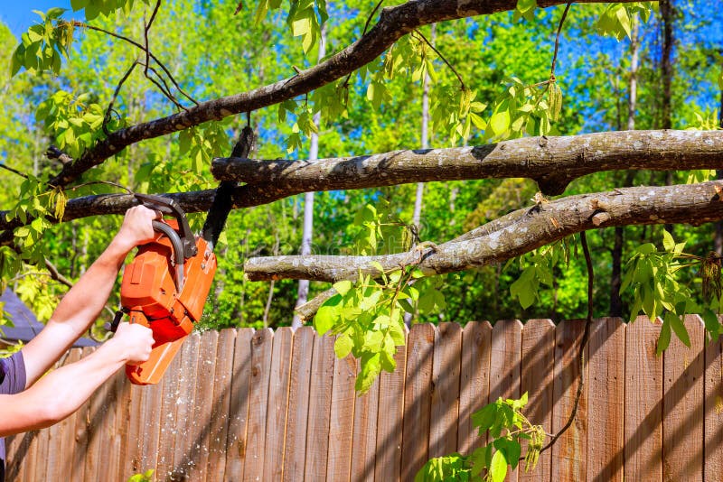 Man Using Chainsaw To Cut Down Tree Near House in Rural Area during ...