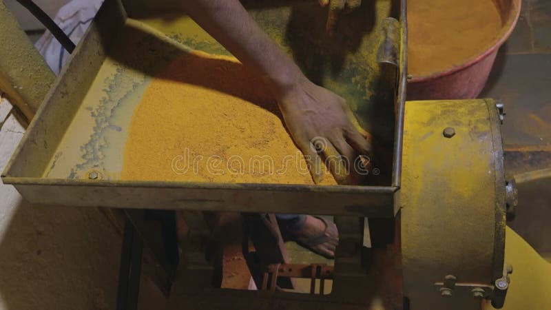 Worker Operating Machinery for Grinding Turmeric Processing Yellow ...