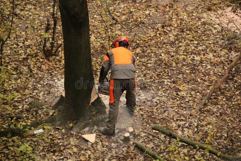 Worker in an Orange Jacket and Work Pants Saws a Thick Tree Trunk with ...