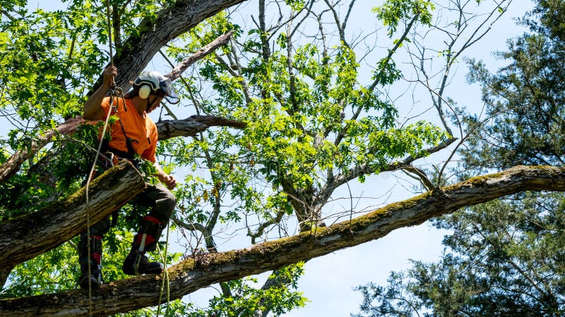 Worker in Orange Shirt in Tree Cutting Off Dead Branches Stock Image ...
