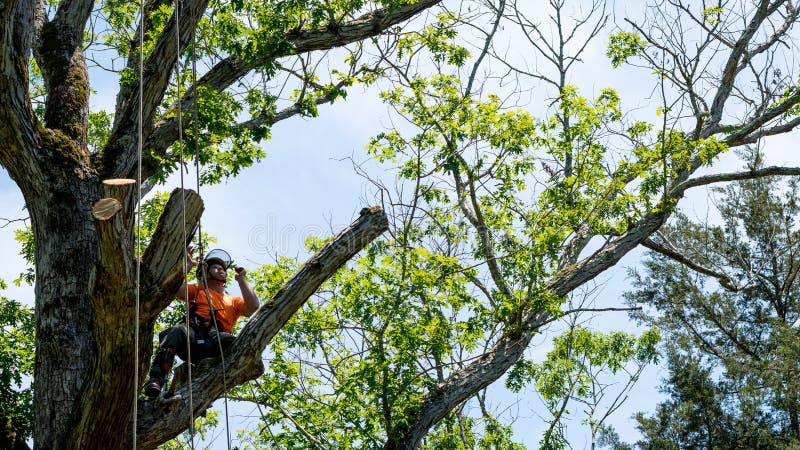 Worker in Orange Shirt in Tree Cutting Off Dead Branches Stock Photo ...