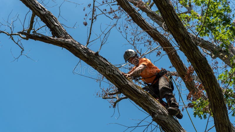 Worker in Orange Shirt in Tree Cutting Off Dead Branches Stock Image ...