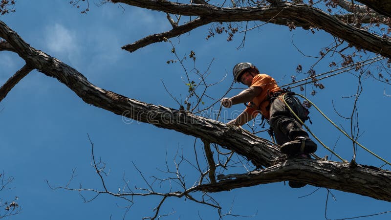 Worker in Orange Shirt in Tree Cutting Off Dead Branches Stock Photo ...