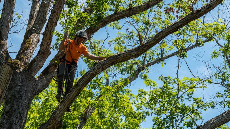 Worker in Orange Shirt in Tree Cutting Off Dead Branches Stock Photo ...