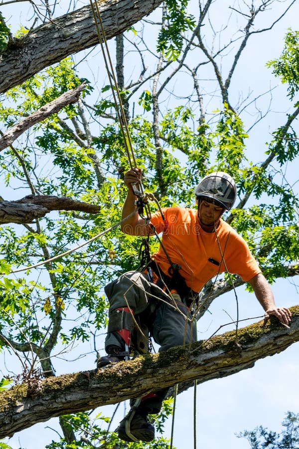 Worker in Orange Shirt in Tree Cutting Off Dead Branches Stock Photo ...