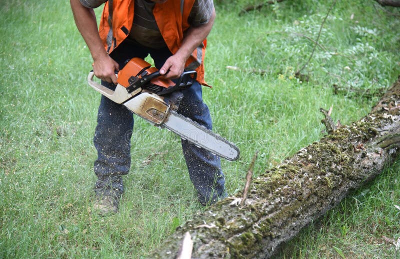 A Man Saws a Tree with a Chainsaw, Harvesting Firewood. Stock Photo ...
