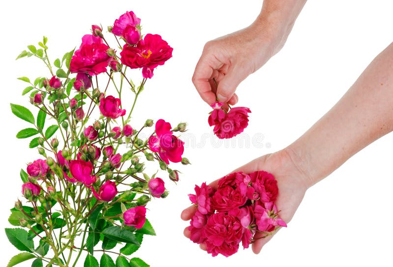 Worker Pick Flowers of Pink Roses Stock Photo - Image of rose, flower ...
