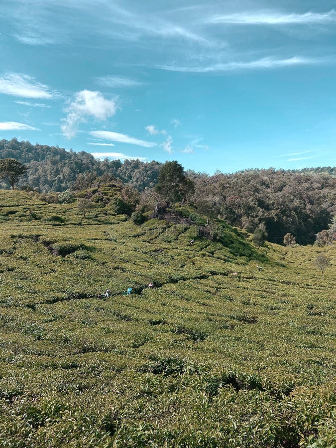 Tea plantation in Java stock photo. Image of landscape - 44268580