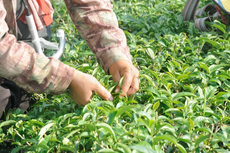 Worker Picking and Crushing Tea Leaves in a Tea Plantation Stock Photo ...