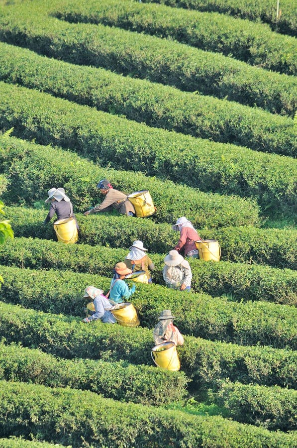 Worker Picking and Crushing Tea Leaves in a Tea Plantation Stock Photo ...
