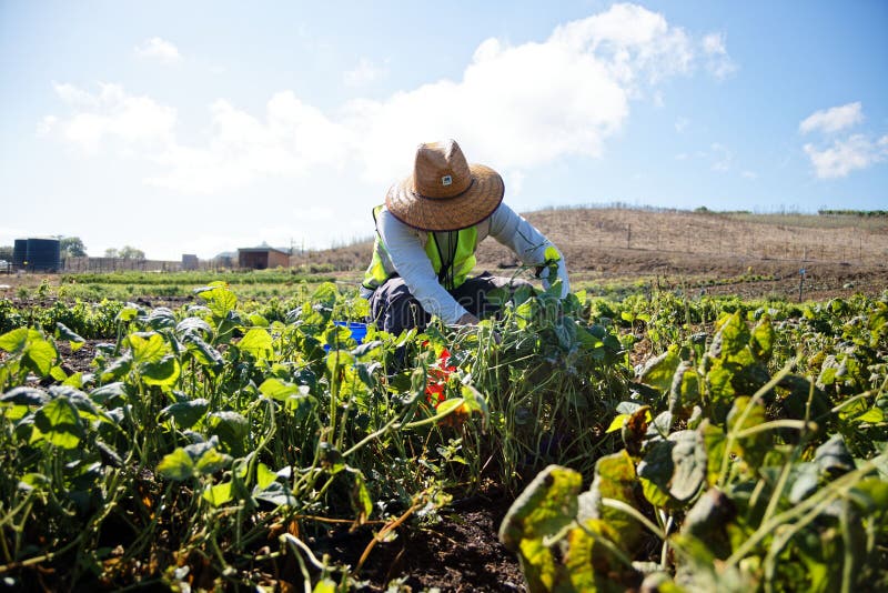 Worker Picks Bush Beans in a Green Field on a Bright Sunny Day ...