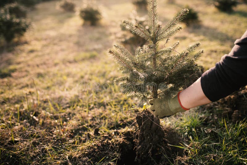 203 Abies Nordmanniana Stock Photos - Free & Royalty-Free 203 Abies Nordmanniana Stock Photos - Free & Royalty-Free