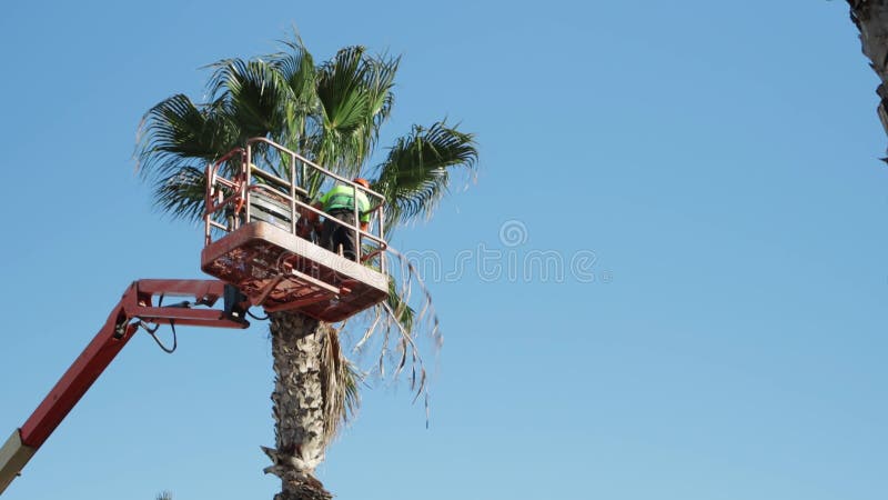 A Worker Planting Greenery Trims the Leaves and Branches of a Folded ...