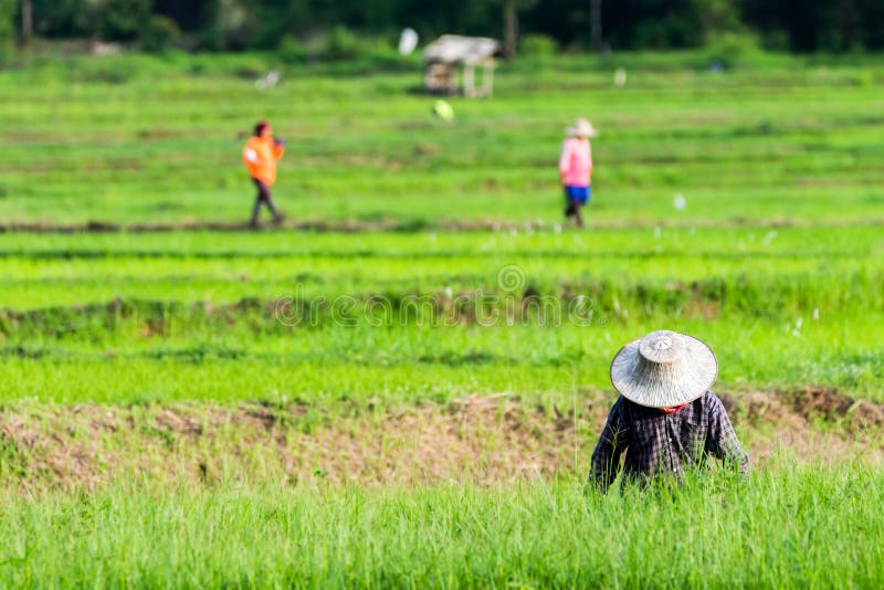 Worker Planting Rice in the Field. Editorial Photography - Image of ...