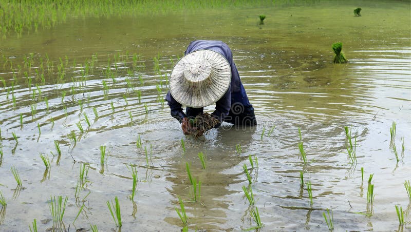Rice field worker stock photo. Image of countryside - 102334660