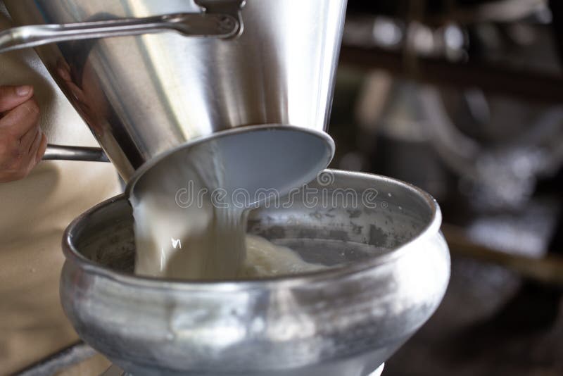Worker Pouring the Milk into Container from Farm. Stock Photo - Image ...