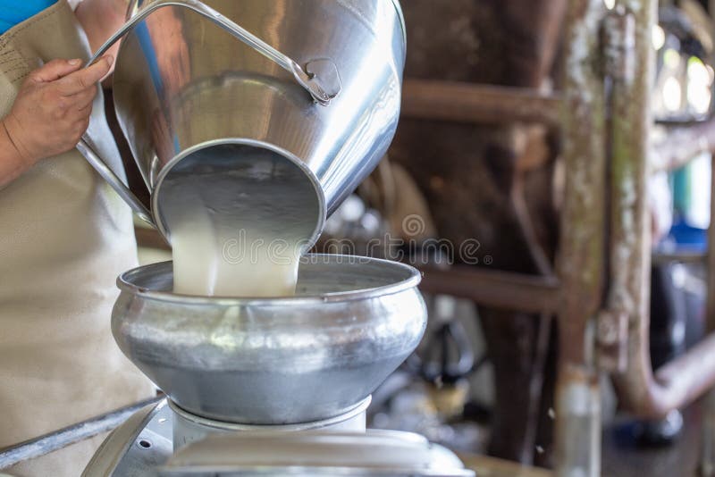 Worker Pouring the Milk into Container from Farm. Stock Image - Image ...