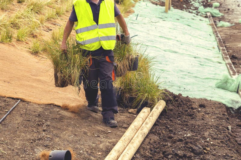 Worker Preparing New Grass for Planting 2 Stock Image - Image of ...