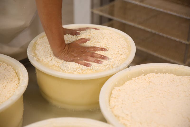 Worker Pressing Curd into Mould at Cheese Factory Stock Image - Image ...