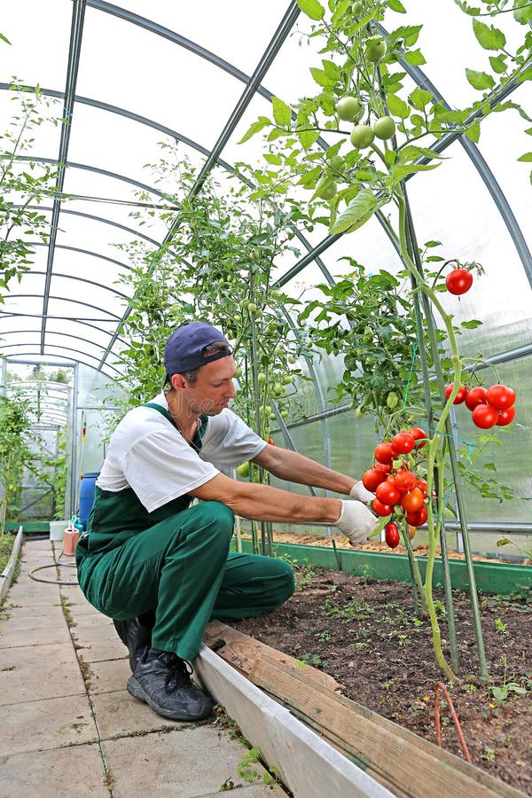 Greenhouse Worker stock image. Image of farming, activity - 25844425