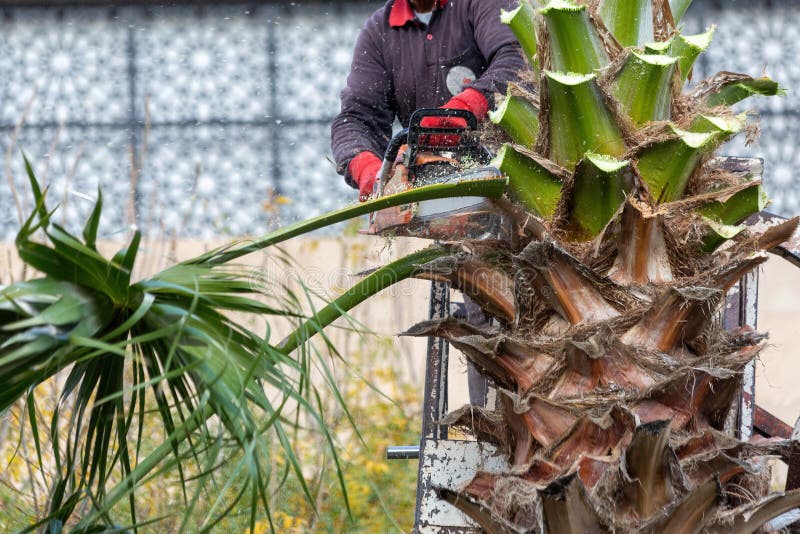 Worker Pruning a Palm Tree with a Tree Saw Stock Image - Image of ...