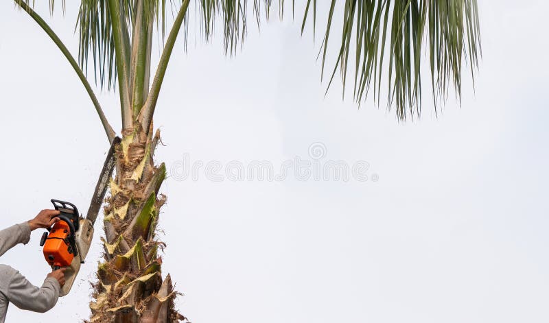 Worker Pruning a Palm Tree with a Tree Saw Stock Photo - Image of hard ...