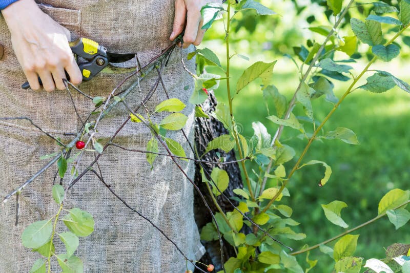 Worker is Pruning Plant Branches, Gardener is Thinning Cherry Tree ...