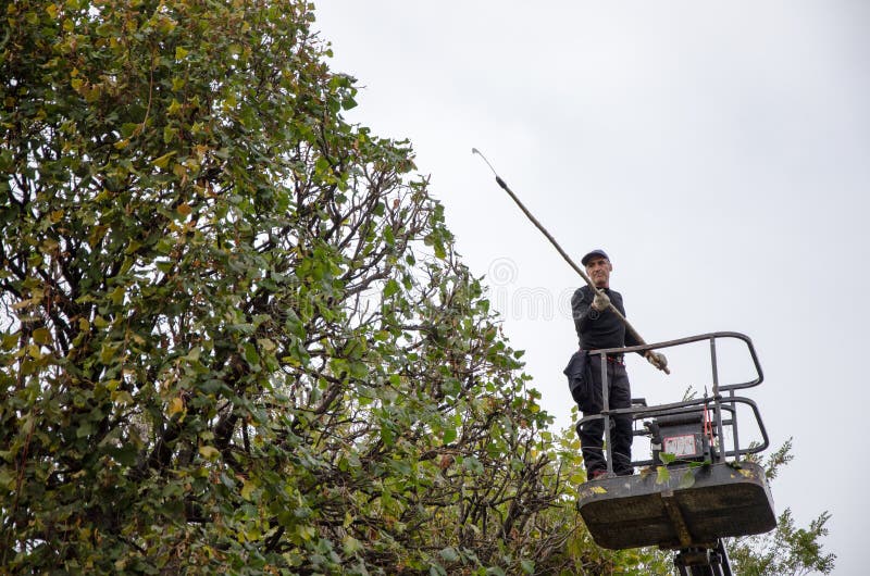Worker Pruning Trees in the Street Editorial Editorial Stock Image ...