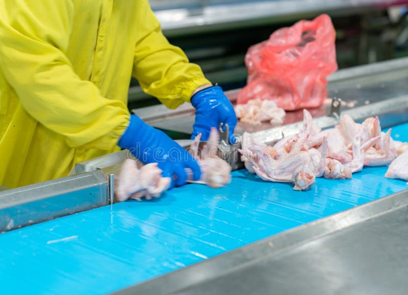 Worker Put a Cut Off Chicken Wing on a Conveyor Belt Stock Photo ...