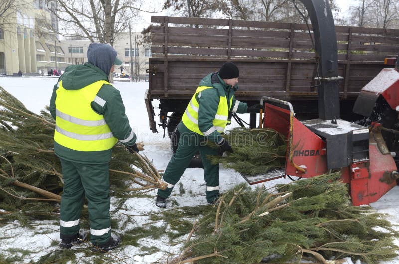 Worker Putting Branches of Used Christmas Tree in the Receiver of the ...