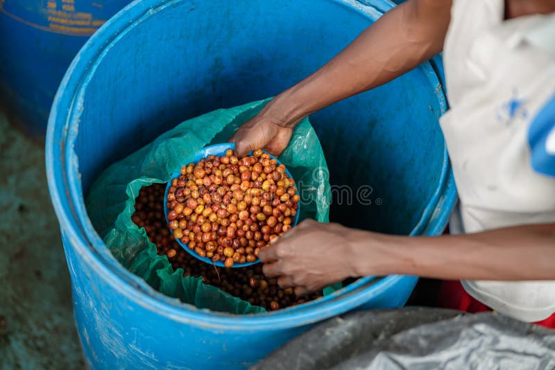 Worker Putting Coffee Beans into a Plastic Container Stock Photo ...