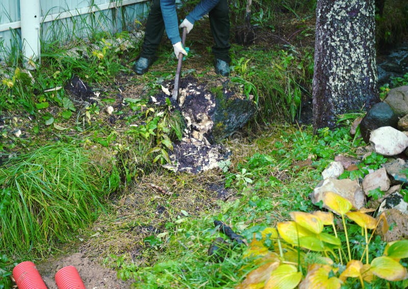 Removing Tree Roots with Axe Stock Image - Image of splinters, labor ...