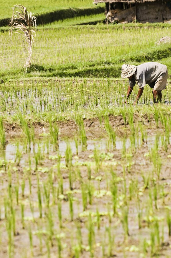 Worker in rice field stock photo. Image of rice, natural - 19847172