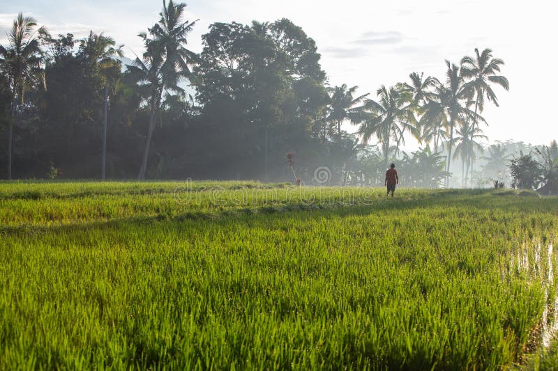 Worker in the Rice Field stock photo. Image of plantation - 381646718