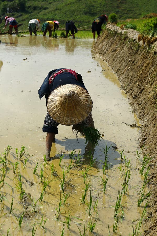 Worker in rice field stock photo. Image of china, grass - 97871850