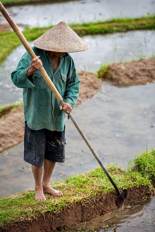 Worker in Rice Field stock image. Image of plantation - 16608467