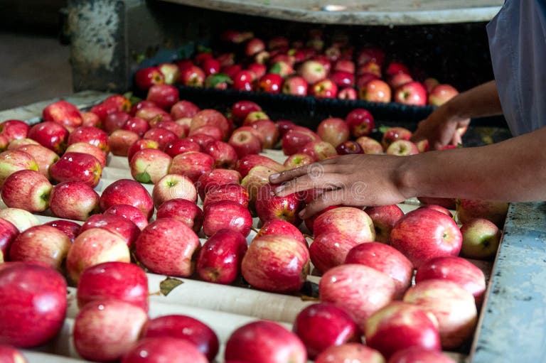 Worker& X27;s Hands Sorting Apples at a Distribution Facility in Brazil ...
