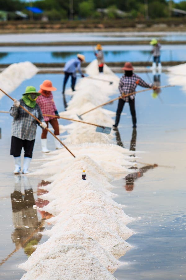 Worker at salt field stock photo. Image of extraction - 57964960