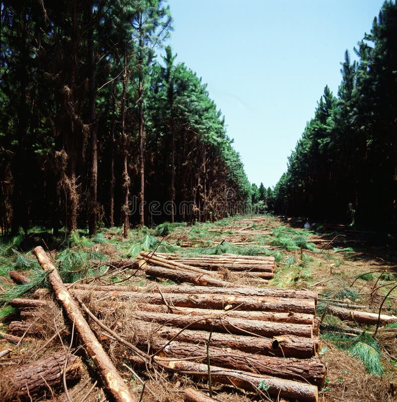 Tree Using a Chainsaw To Cut Off Branches while Cutting Down the Tree ...
