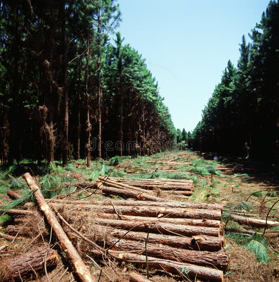 Tree Using a Chainsaw To Cut Off Branches while Cutting Down the Tree ...