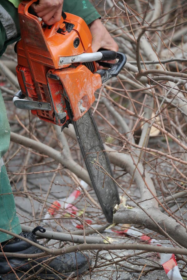 A Worker is Skillfully Using a Chainsaw To Cut Down Tree Branches and ...