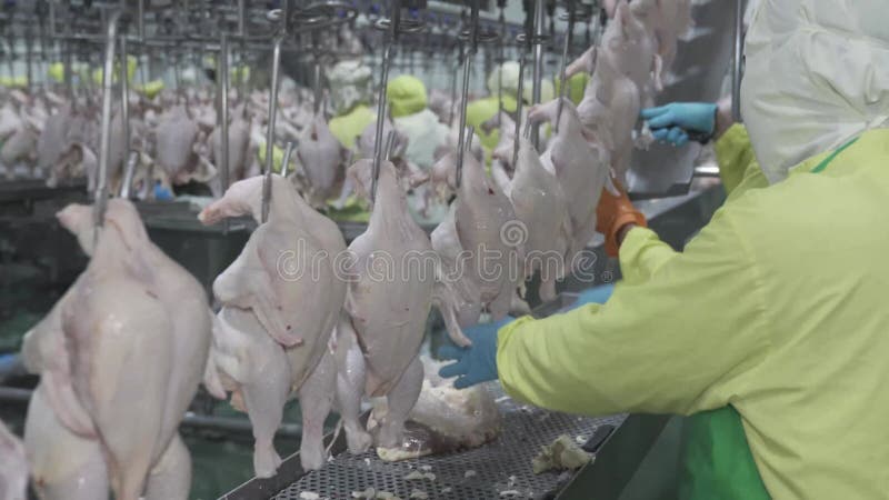 Chicken after Slice Neck Hang on Jack Conveyor for Bleeding Stock Video ...